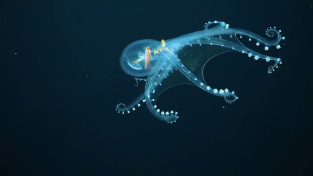 octopus tentacles Archives - Live Wallpaper
